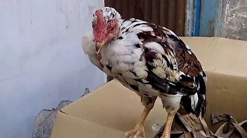 Bệnh giun kim ở gà – Tất tần tật về những điều cần biết